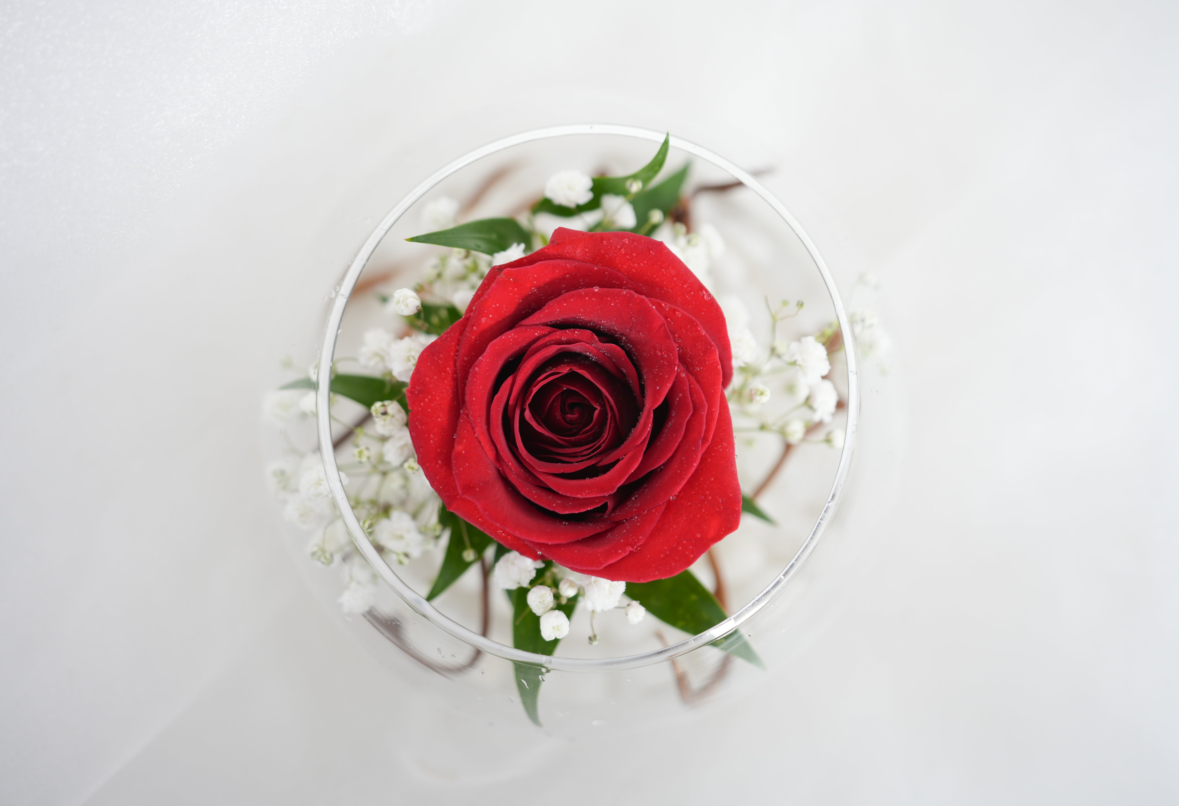 [VD] Rose in a Bowl - Flower & Plant Free Delivery | Toronto Flower ...