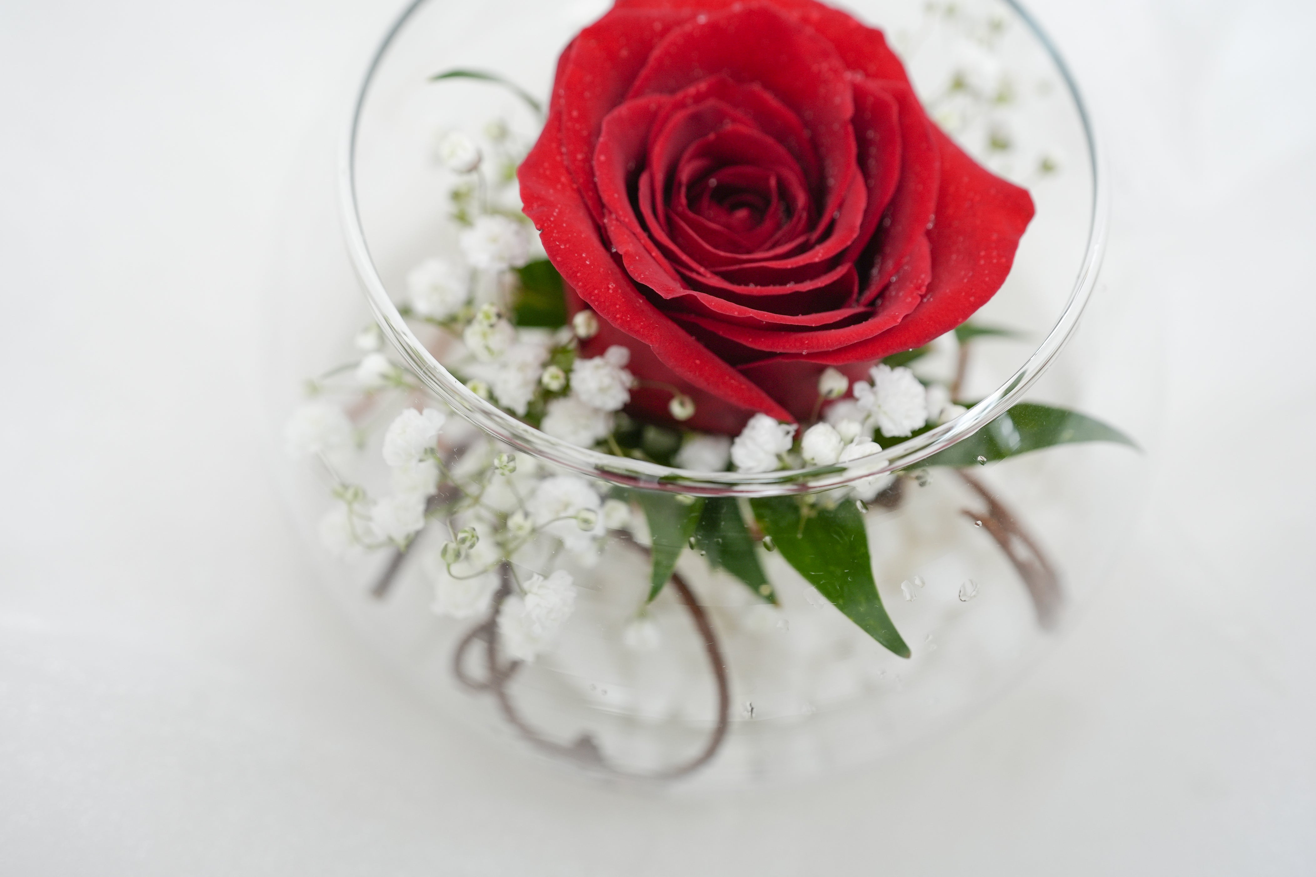 [VD] Rose in a Bowl - Flower & Plant Free Delivery | Toronto Flower ...